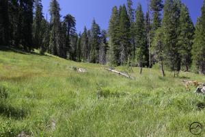 Tangle Blue Lake Trail | Hike Mt. Shasta