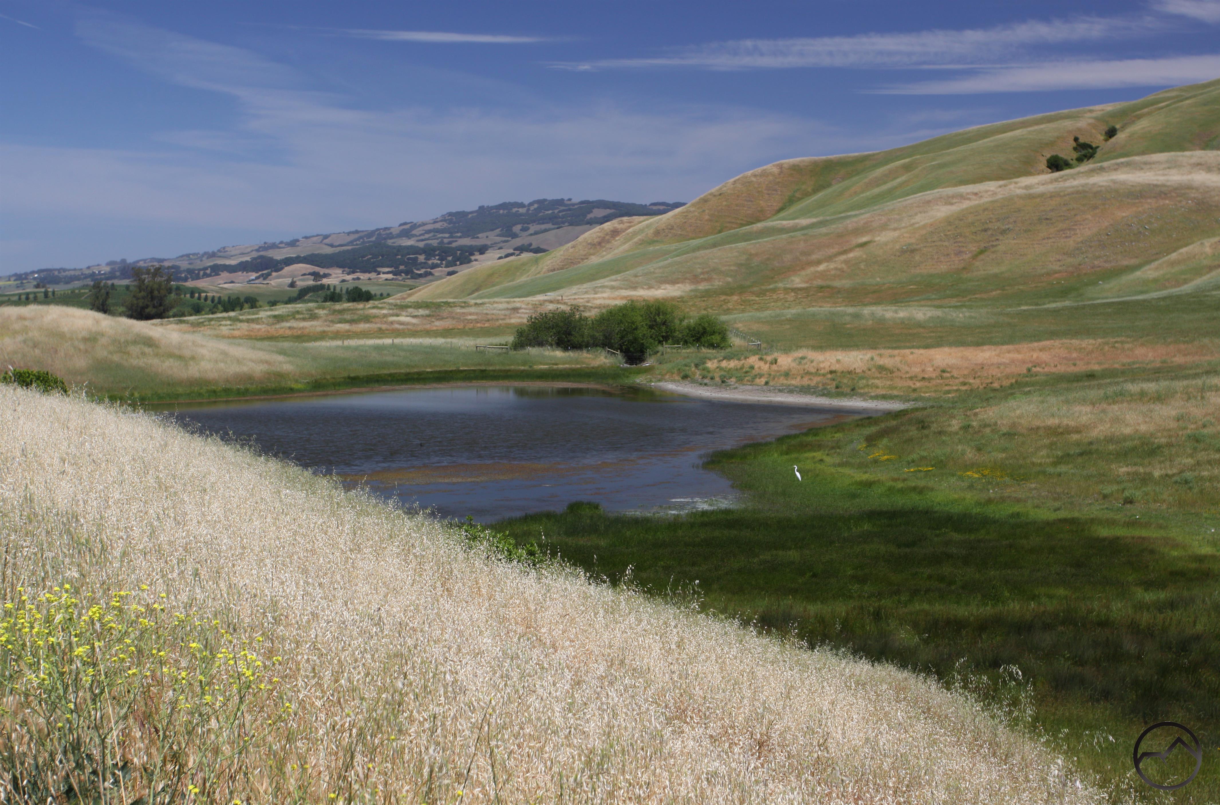 North Coast Range, Sonoma County, Tolay Lake – May2014 224 (Custom ...